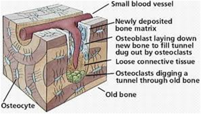 Osteoporosis | Safirstein Research